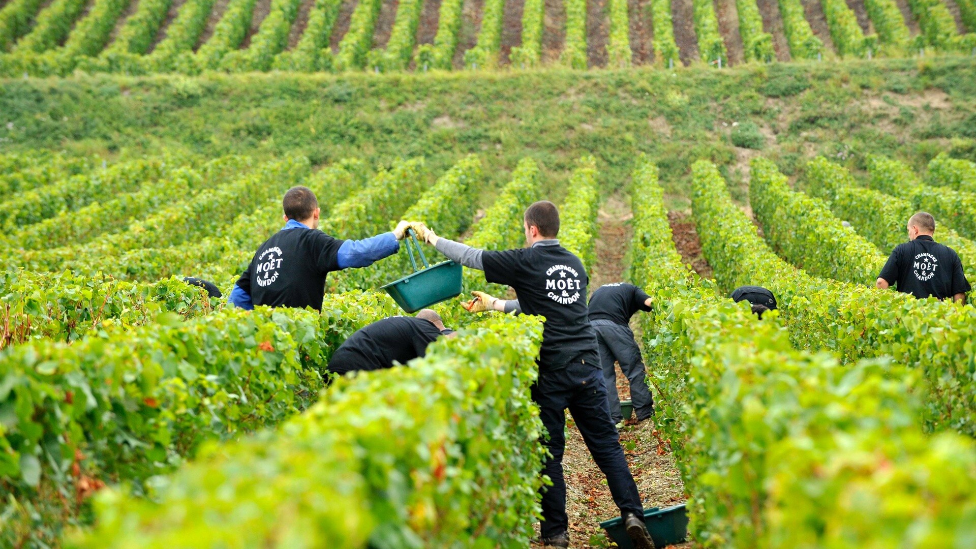 Moët & Chandon — Moët Hennessy Nederland