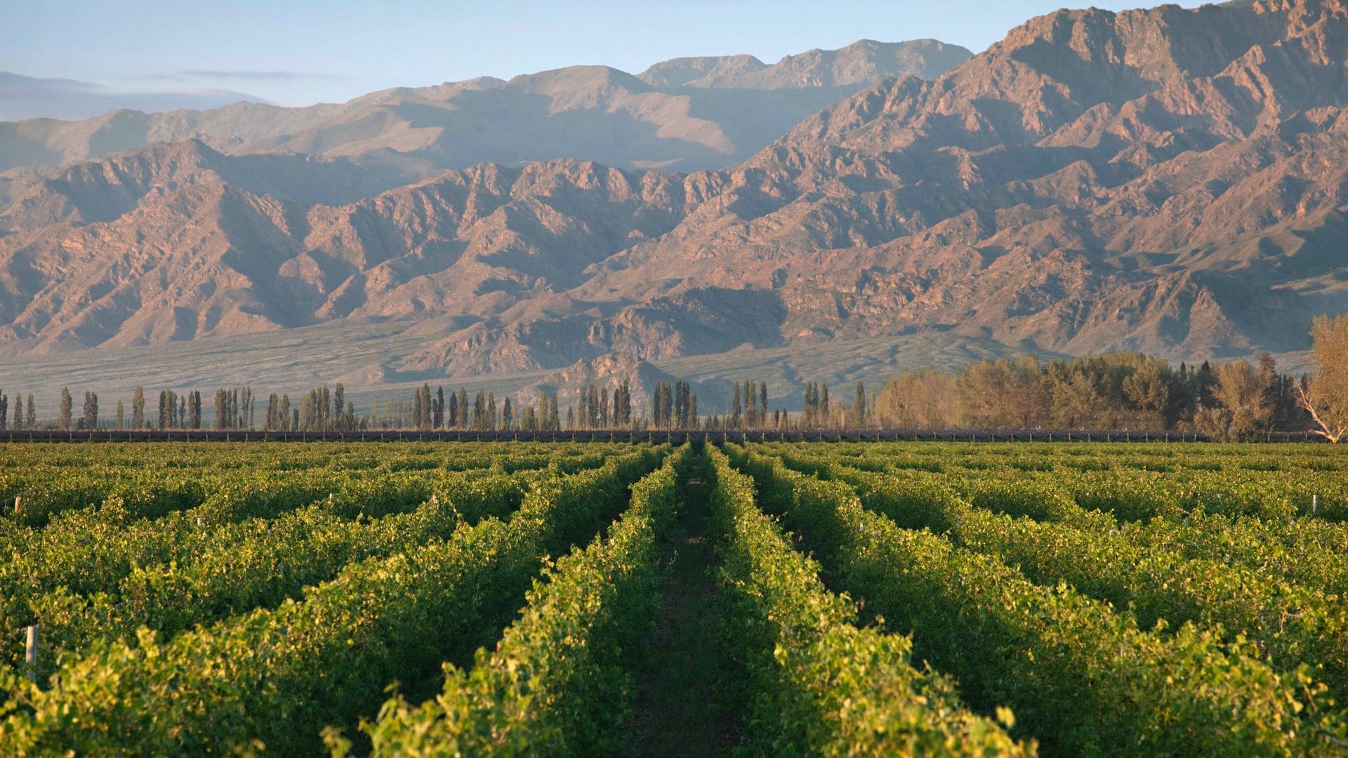 Torrontés 2019 — Moët Hennessy Nederland